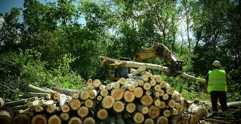 Invest in Timber Processing | FDI Opportunities | Africa