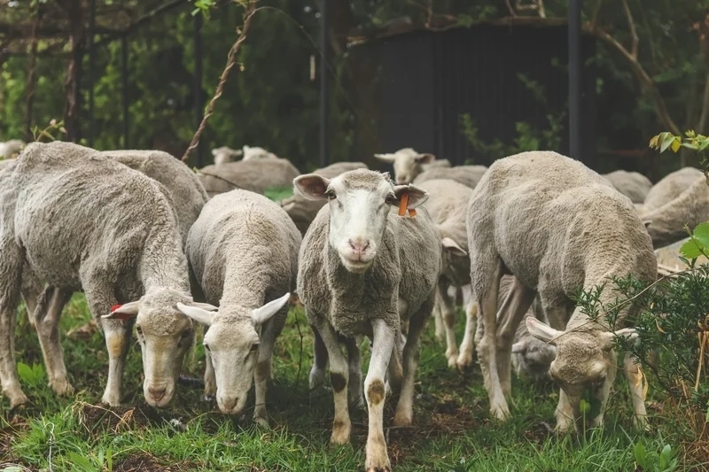 Invest in Animal Husbandry | FDI Opportunities | Africa